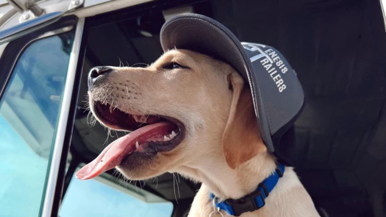 Genesis Trailers - AZZ